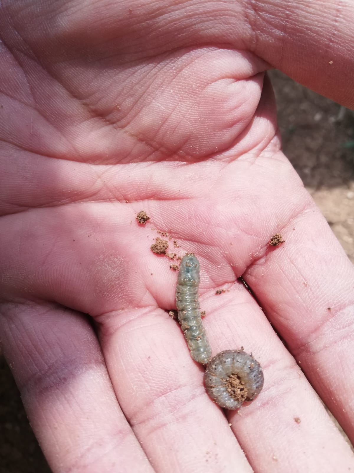 Karaman Tarım ve Orman Müdürlüğünden tel kurdu ve bozkurt uyarısı ...